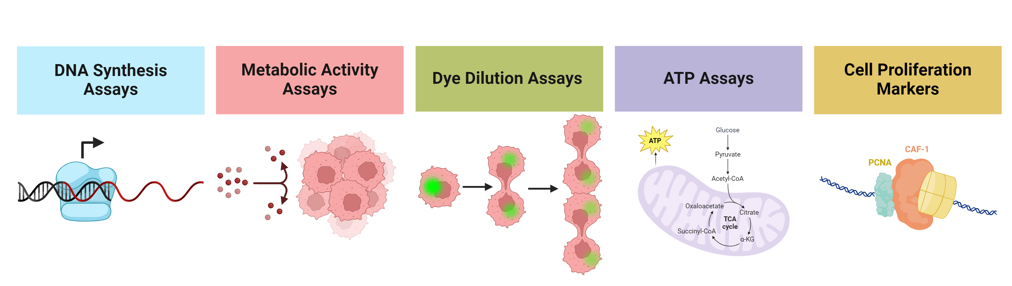 How To Choose Cell Proliferation Assay? | AAT Bioquest